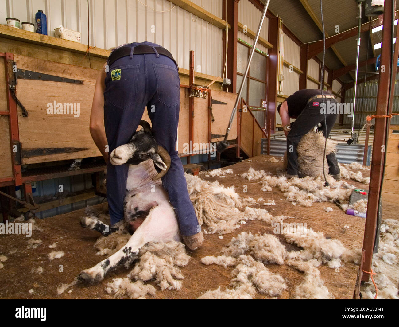 Shepherds shearing Blackface sheep Stock Photo - Alamy