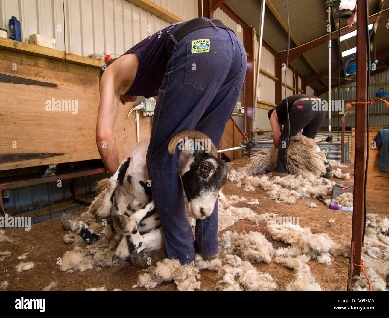 Shepherds shearing Blackface sheep Stock Photo - Alamy