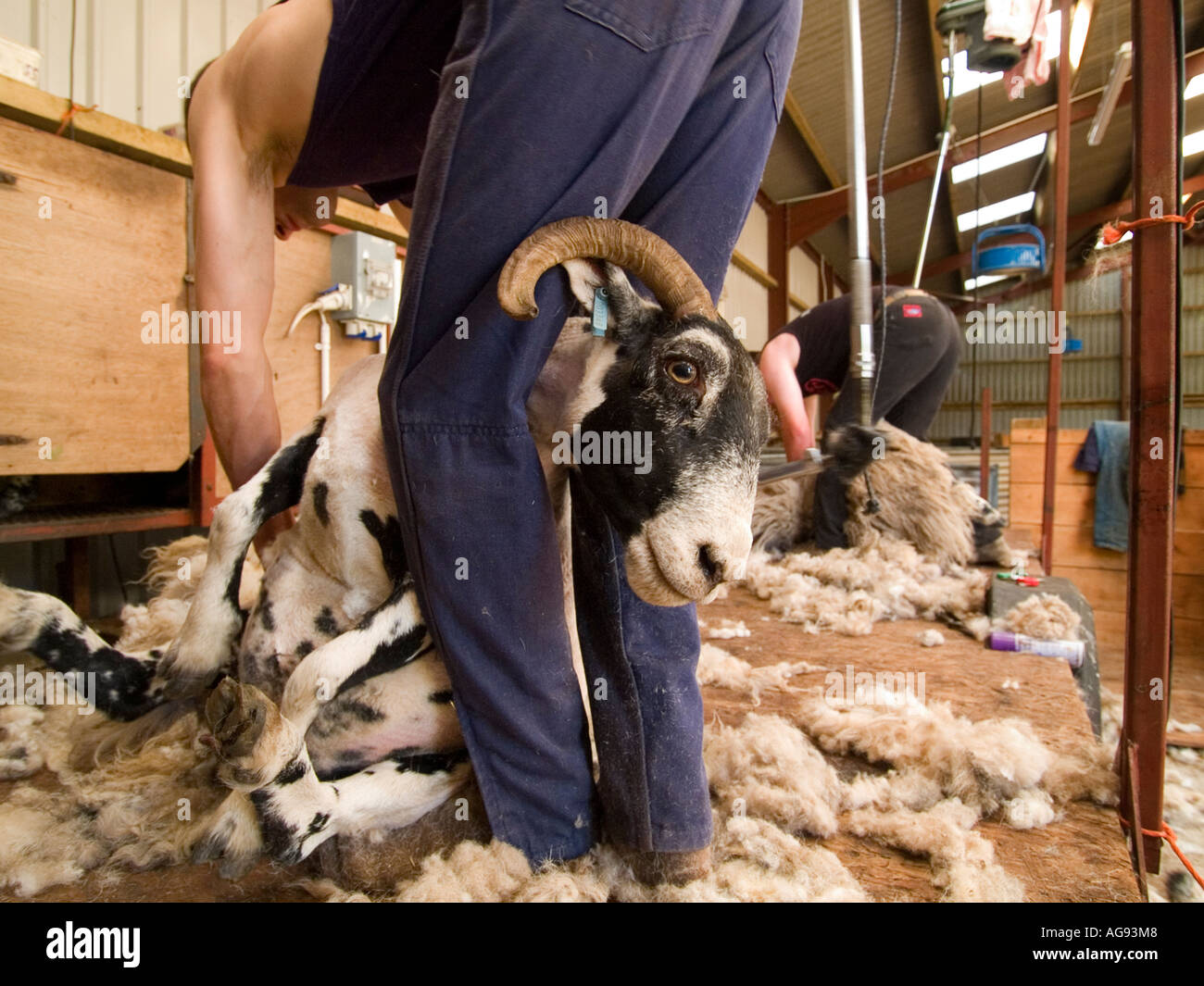 Shepherds shearing Blackface sheep Stock Photo - Alamy