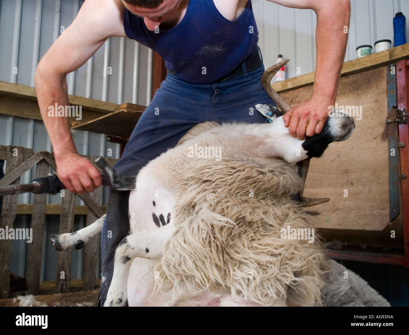 Shepherd shearing Blackface sheep Stock Photo - Alamy