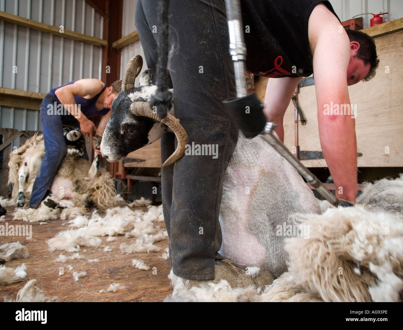 Shepherds shearing Blackface sheep Stock Photo - Alamy