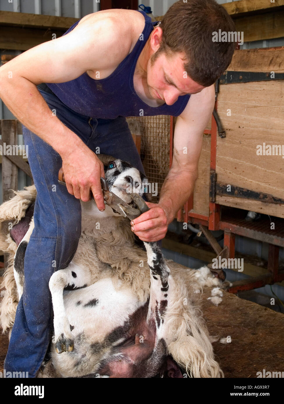 Shepherd shearing Blackface sheep Stock Photo - Alamy