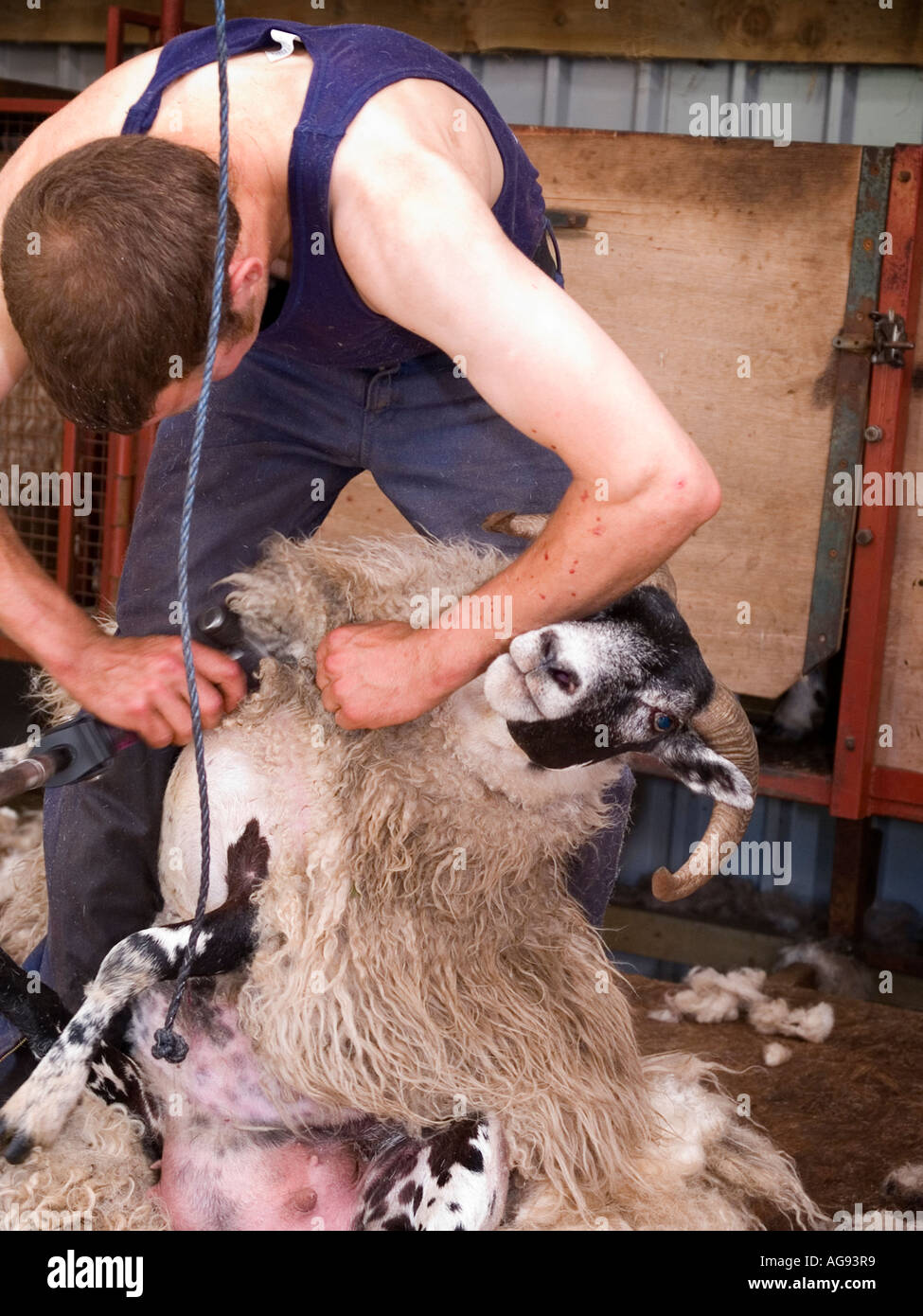 Shepherd shearing Blackface sheep Stock Photo - Alamy