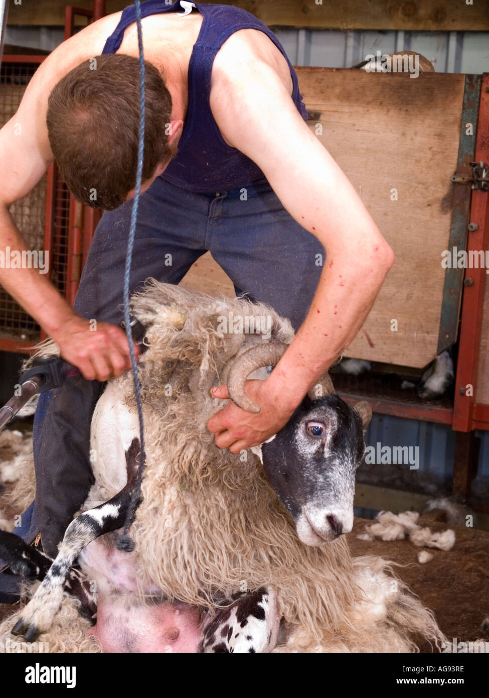 Shepherd shearing Blackface sheep Stock Photo - Alamy