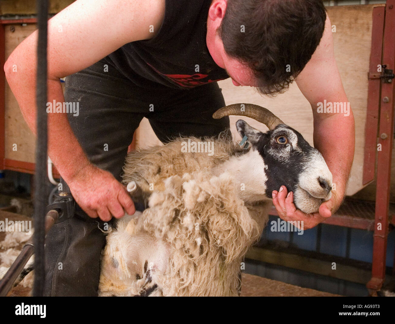 Shepherd shearing Blackface sheep Stock Photo - Alamy