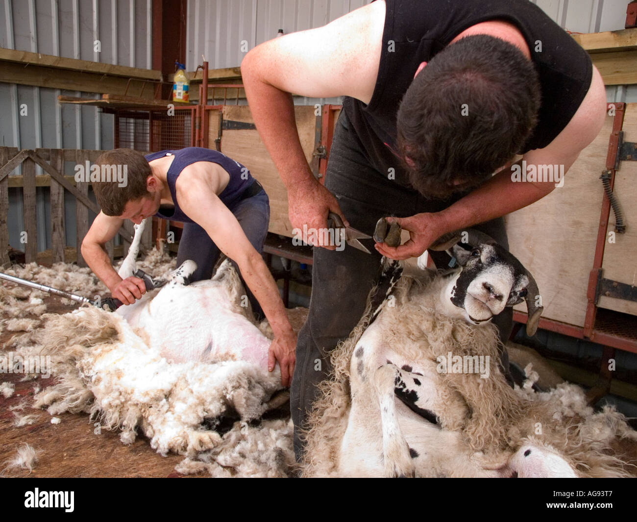Shepherds shearing Blackface sheep Stock Photo - Alamy