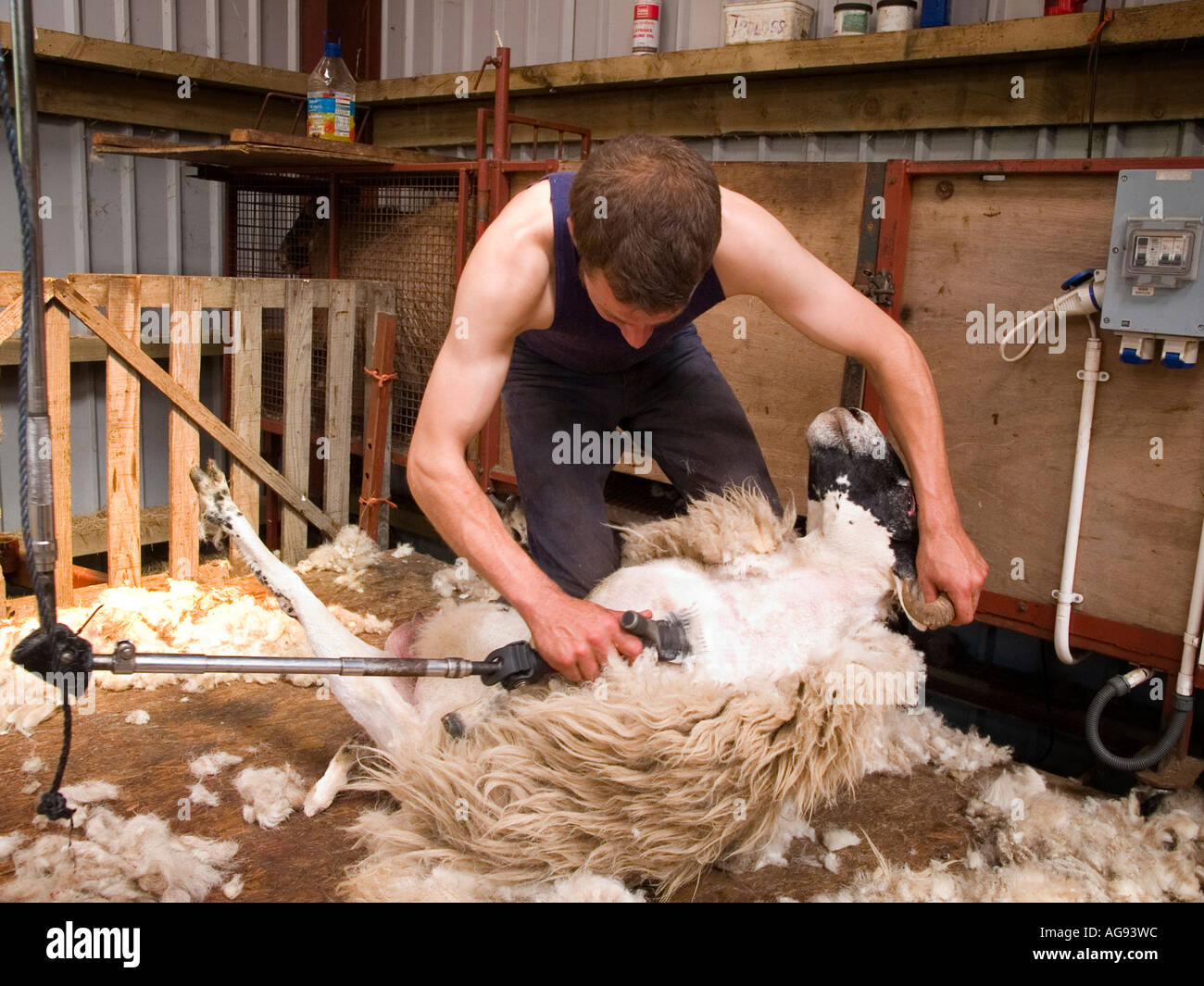 Shepherd shearing Blackface sheep Stock Photo - Alamy