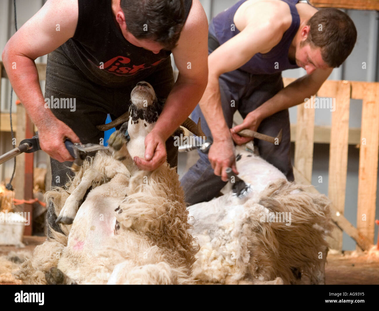 Shepherds shearing Blackface sheep Stock Photo - Alamy