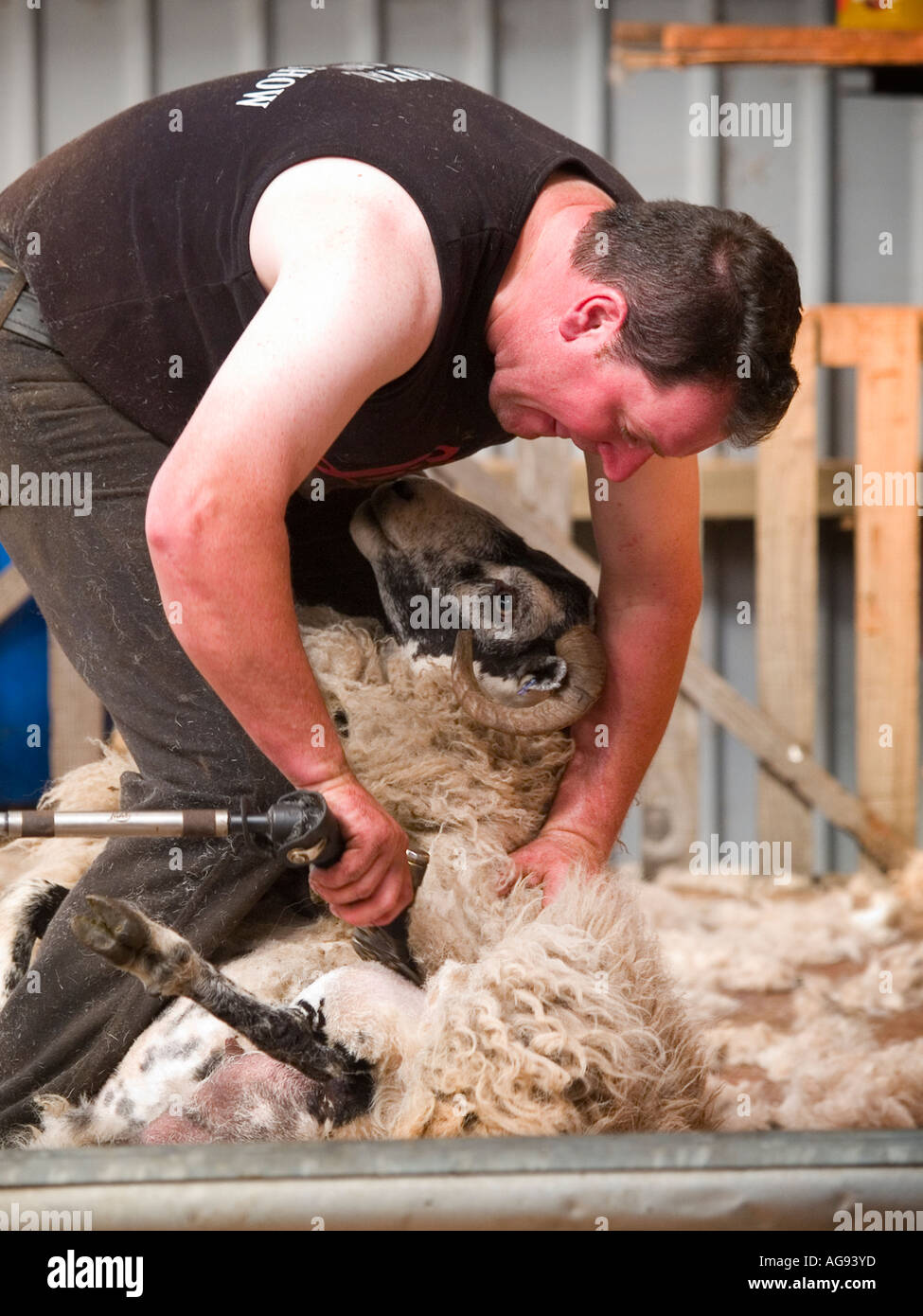 Shepherd shearing Blackface sheep Stock Photo - Alamy