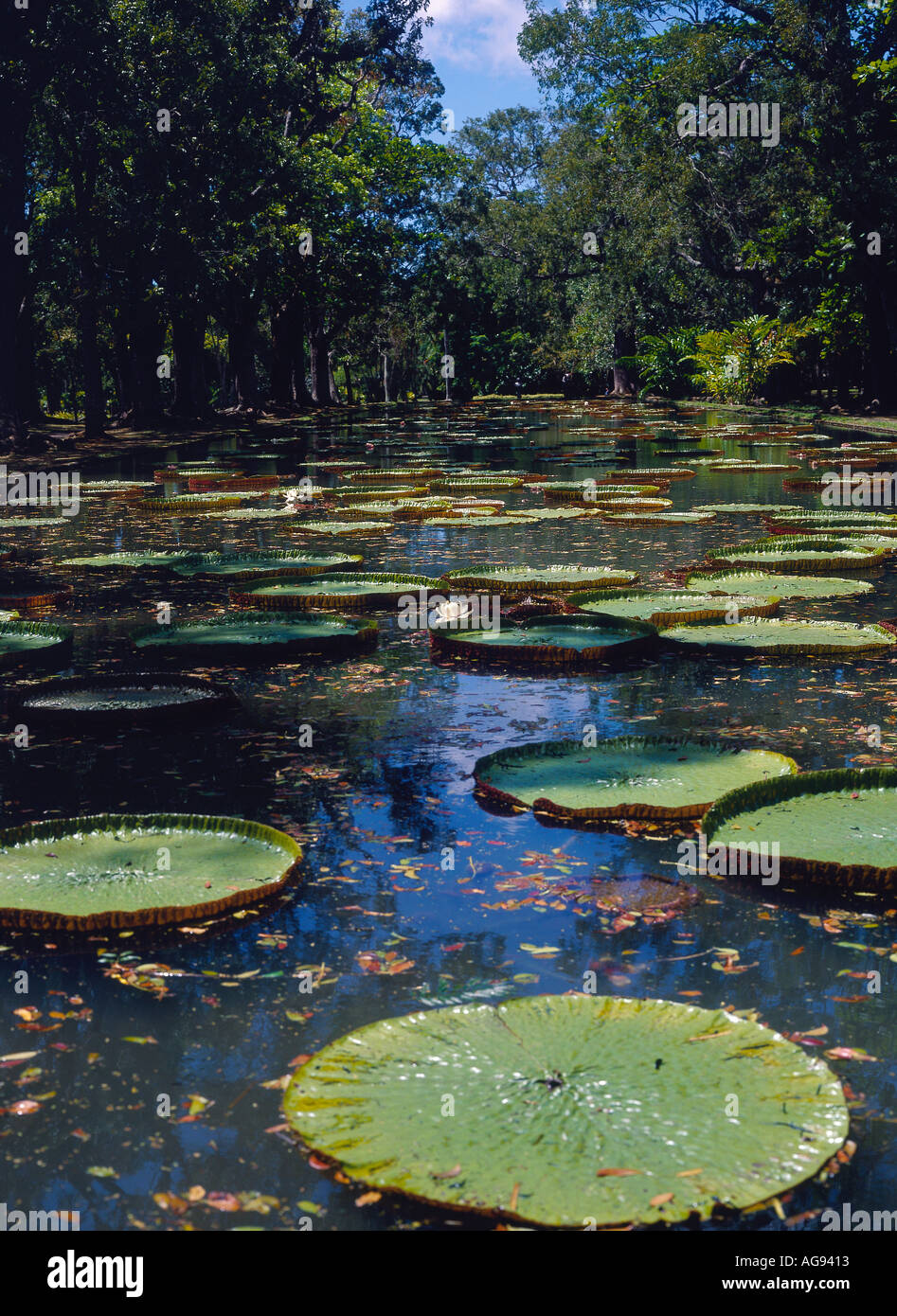 PAMPLEMOUSSES MAURITIUS Mauritius Stock Photo - Alamy