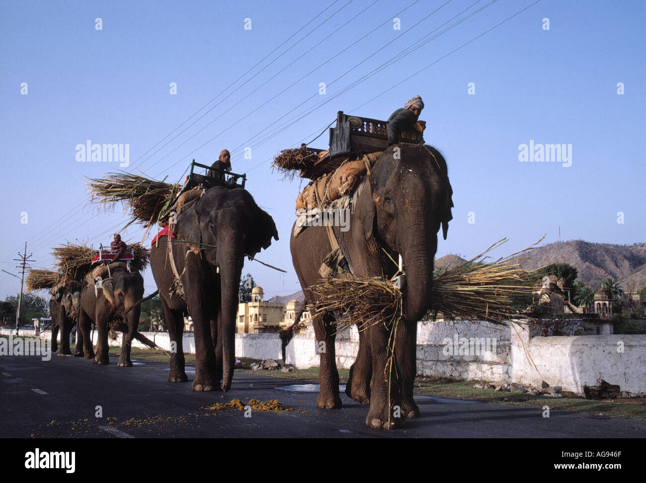 working elephants on the way backhome from sugarcane fields at evening ...