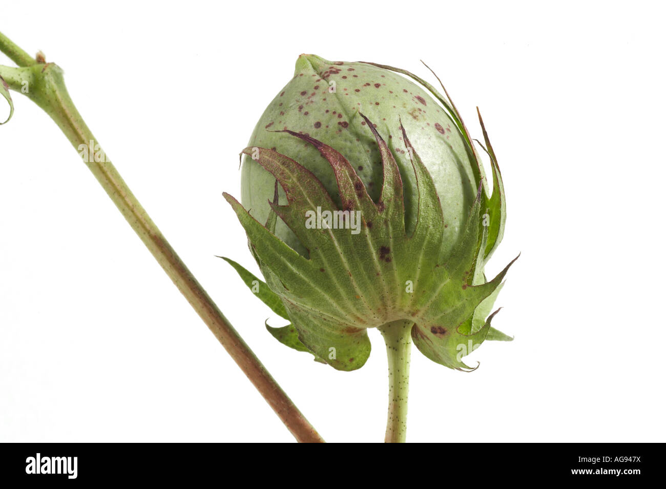 Closed Bolls High Resolution Stock Photography and Images - Alamy