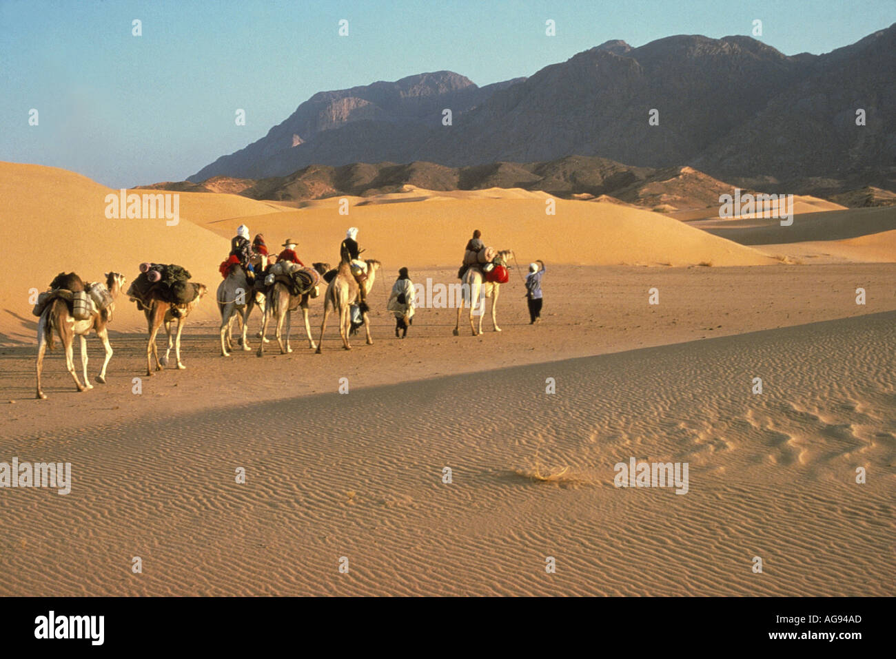 camel caravan sahara desert region of tenere niger Stock Photo - Alamy