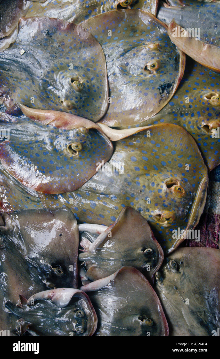 Pile of Blue-spotted Fantail Rays in market, Duongdong Town; Phu Quoc ...