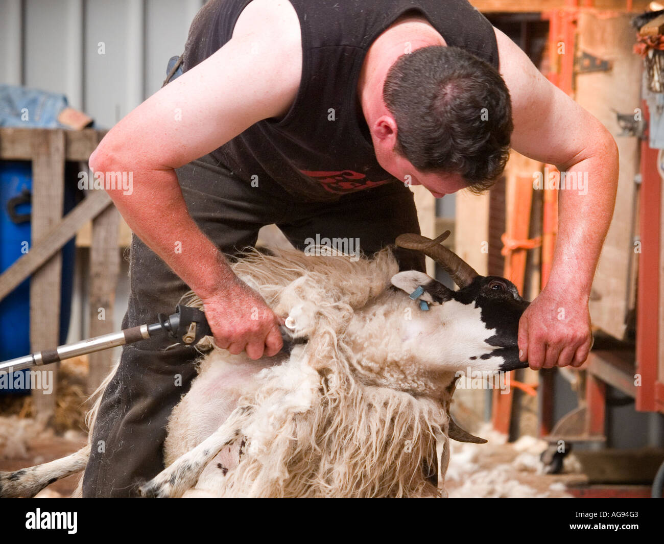 Shepherd shearing Blackface sheep Stock Photo - Alamy