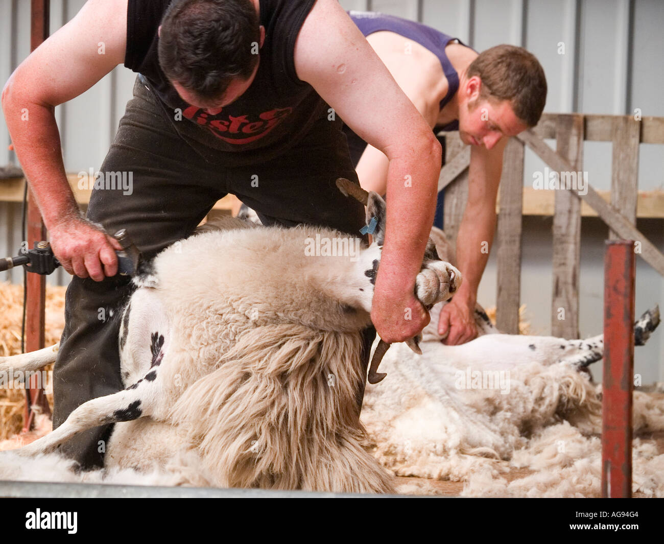 Shepherds shearing Blackface sheep Stock Photo - Alamy