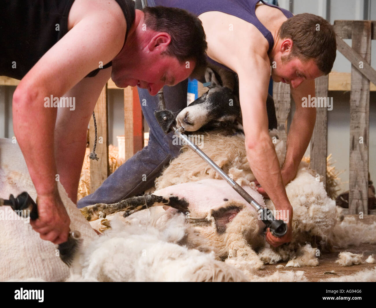 Shepherds shearing Blackface sheep Stock Photo - Alamy
