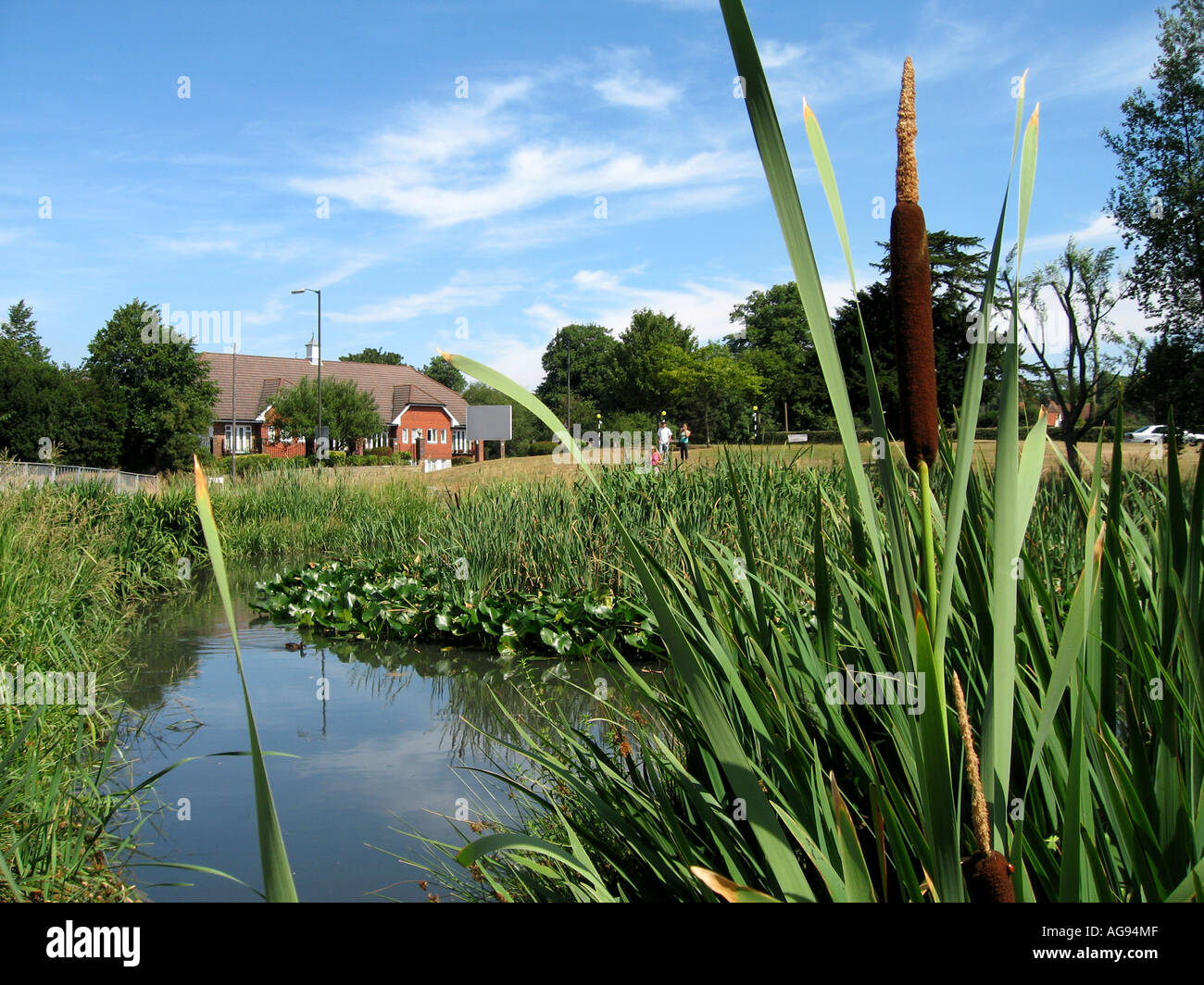 Sanderstead pond all saints church bullrushes hi-res stock photography ...