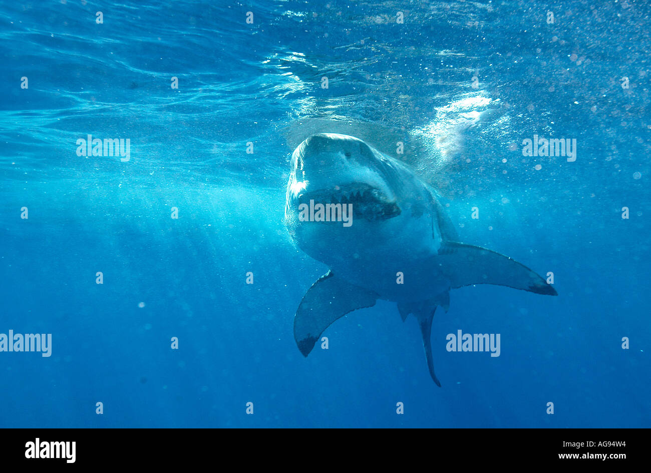 Jul 28 2006 London England UK The Great White Shark Carcharodon ...