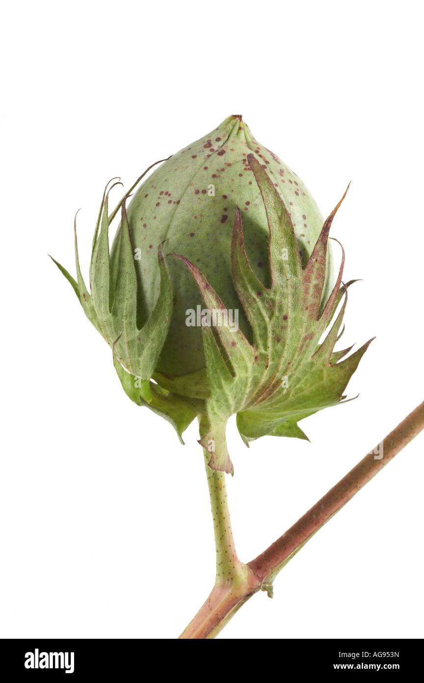 Closed bolls hi-res stock photography and images - Alamy