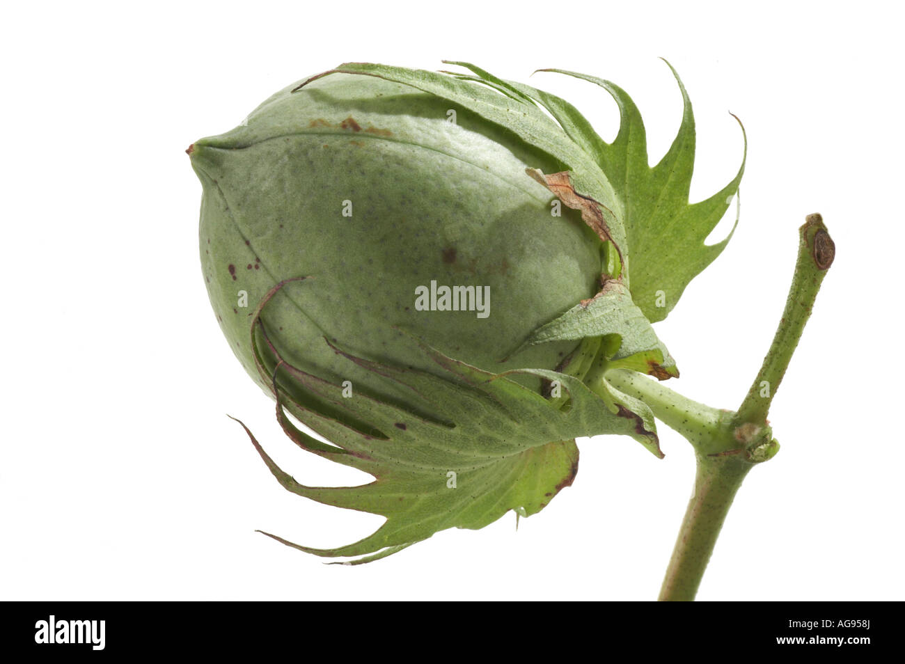 Green Cotton Bolls