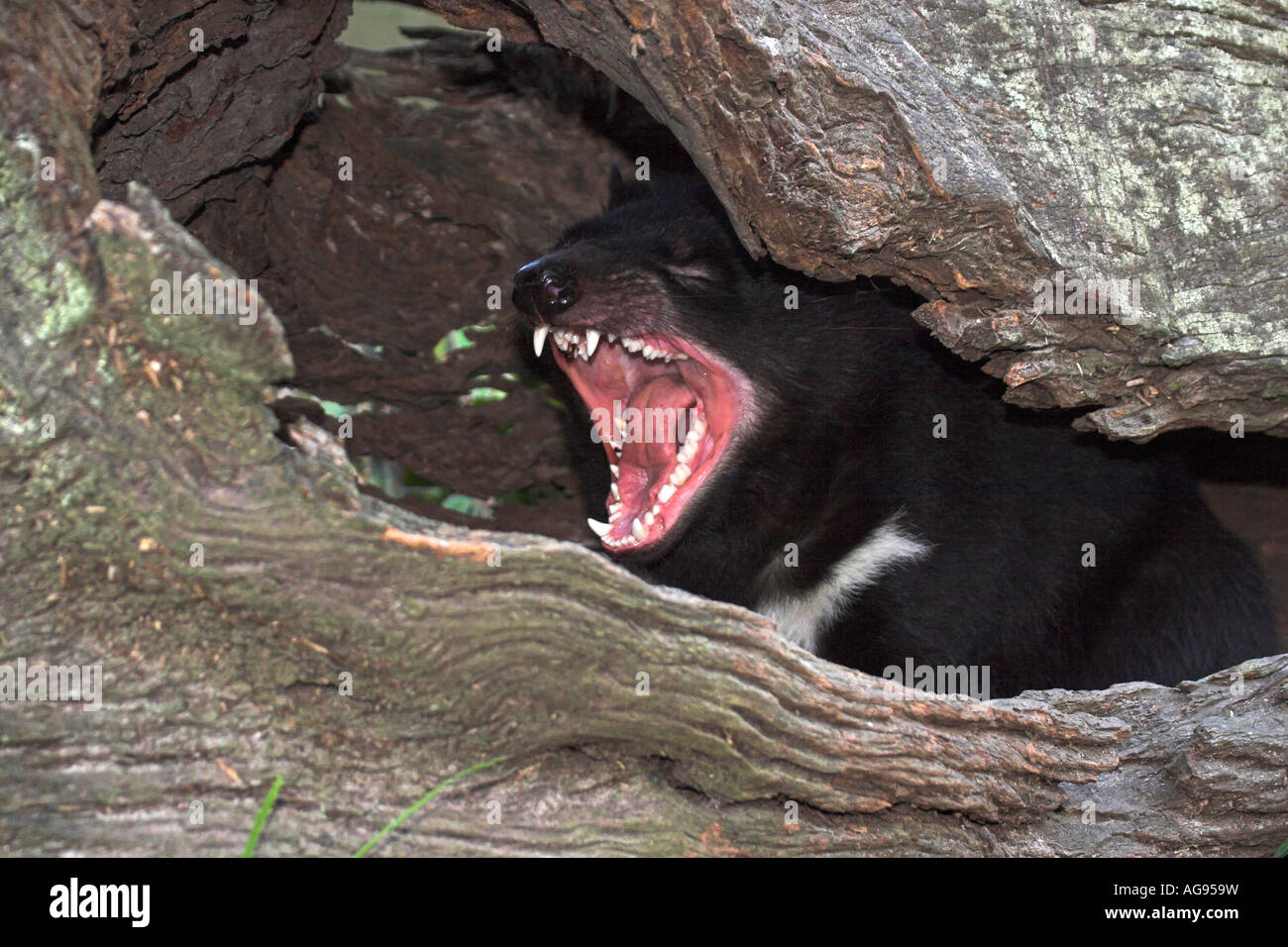 tasmanian devil, sarcophilus harrisi, single adult in a log yawning ...