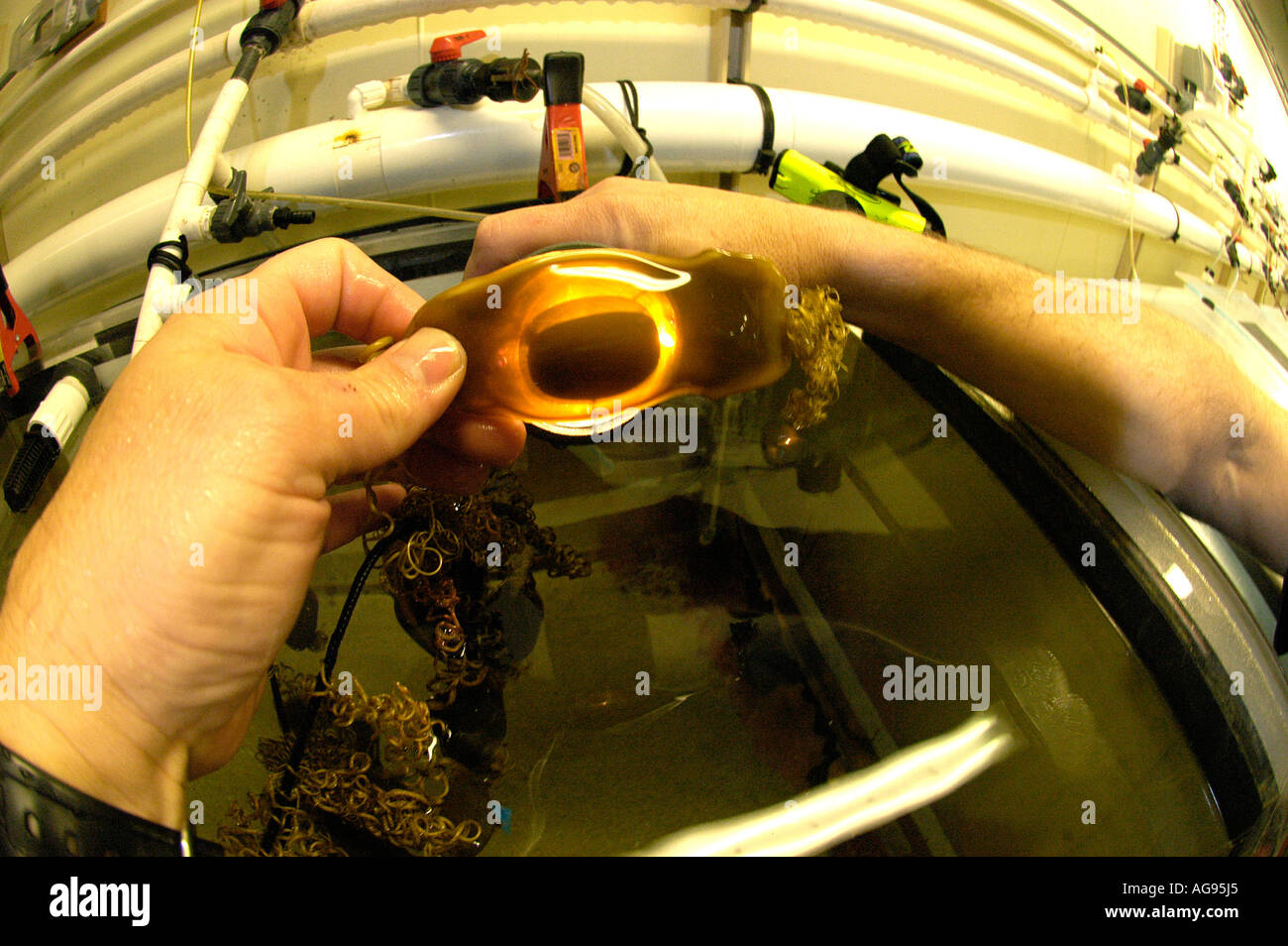 Pajama shark hi-res stock photography and images - Alamy