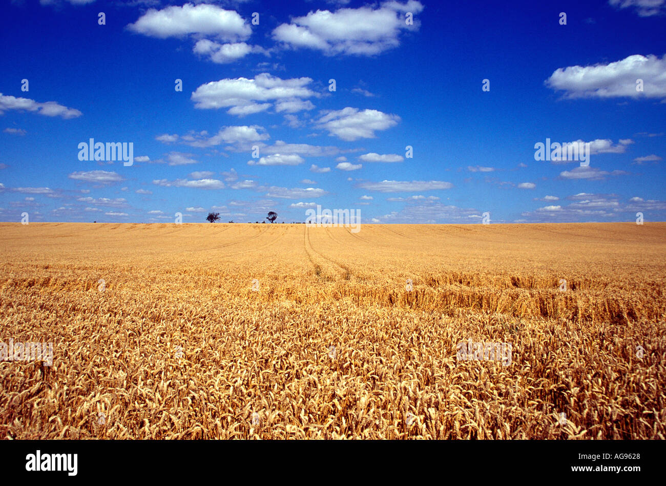 Wheat crop Cambridgshire England Stock Photo - Alamy