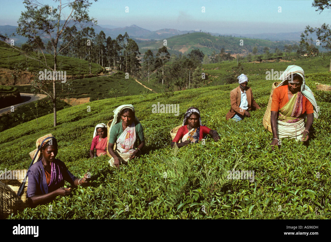 Sri Lanka Nuwara Eliya, Laborers picking tea Stock Photo - Alamy
