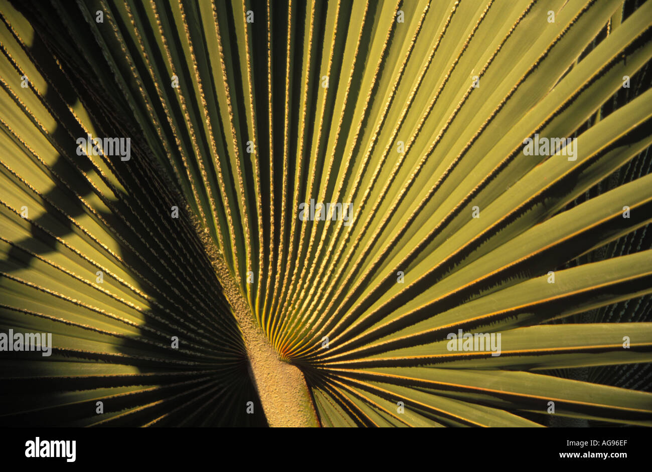 Talipot Tree Indian Ocean Stock Photo - Alamy