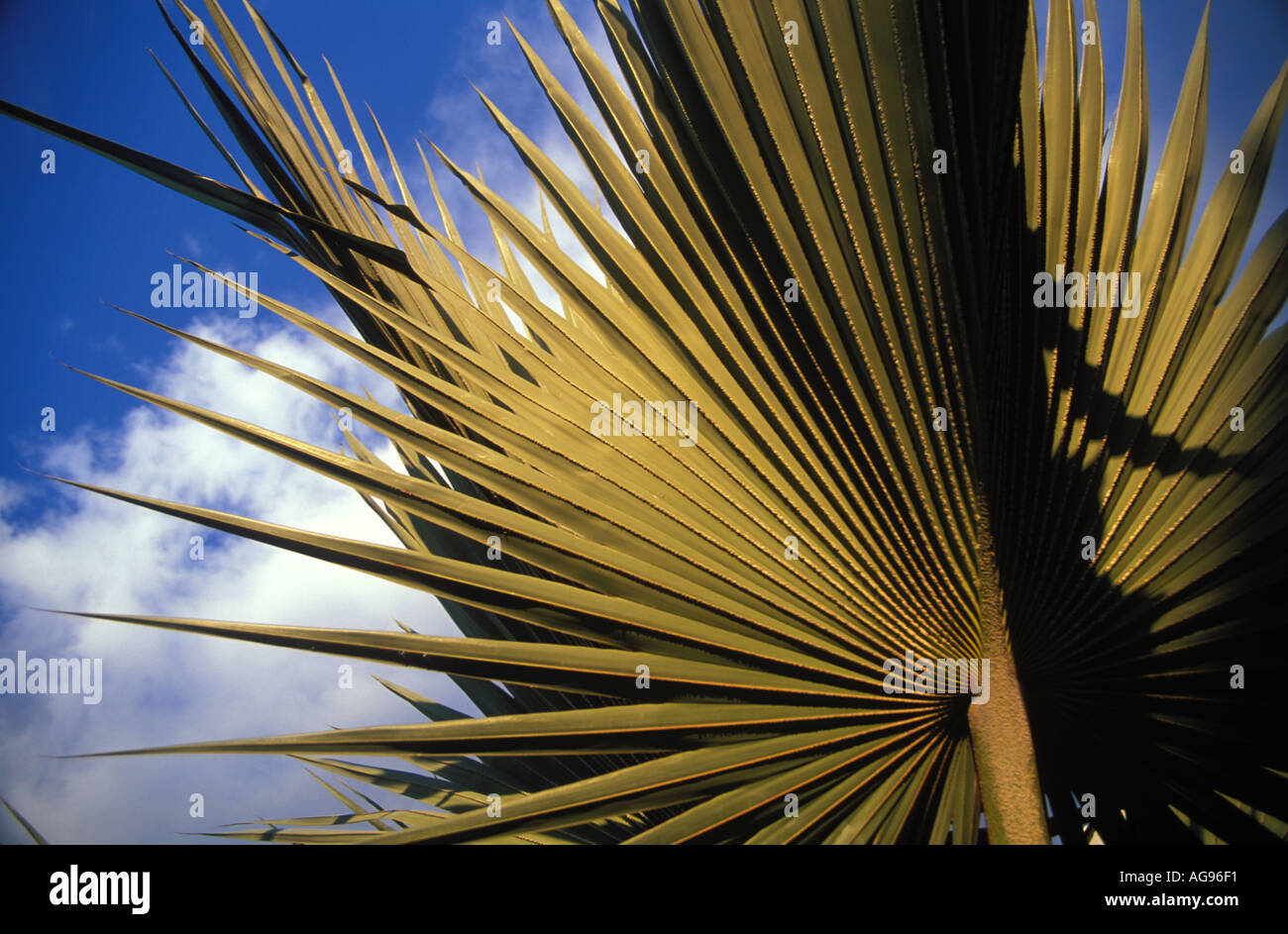 Talipot Tree Indian Ocean Stock Photo - Alamy