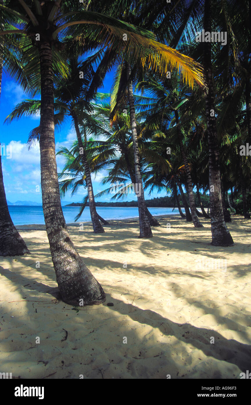 Les salines martinique hi-res stock photography and images - Alamy