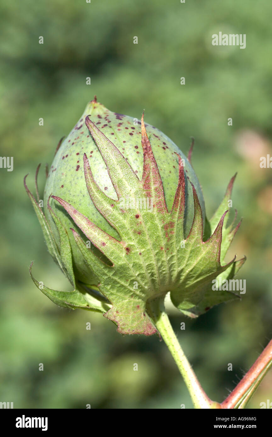 Closed bolls hi-res stock photography and images - Alamy