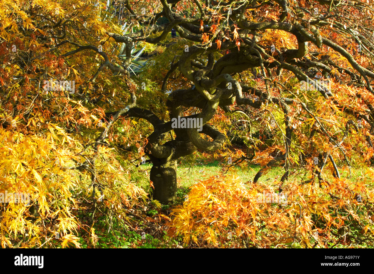 Twisted tree trunk Stock Photo - Alamy