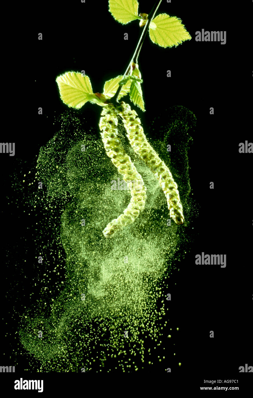 Silver birch Betula pendula catkins dispersing copious pollen cloud of ...