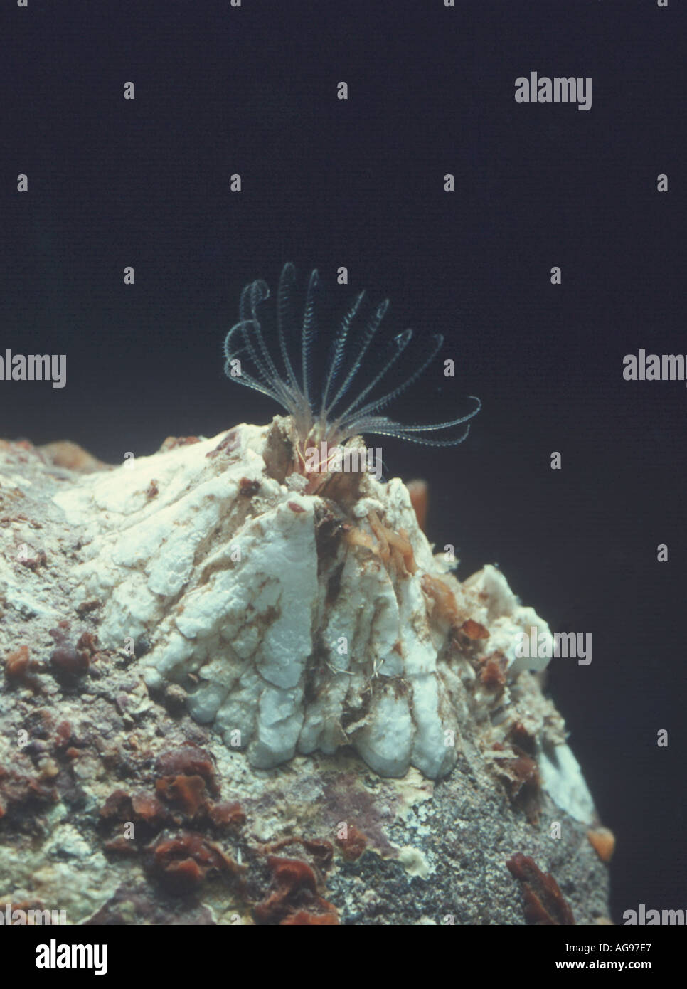 Barnacle Balanus Balanoides High Resolution Stock Photography and ...