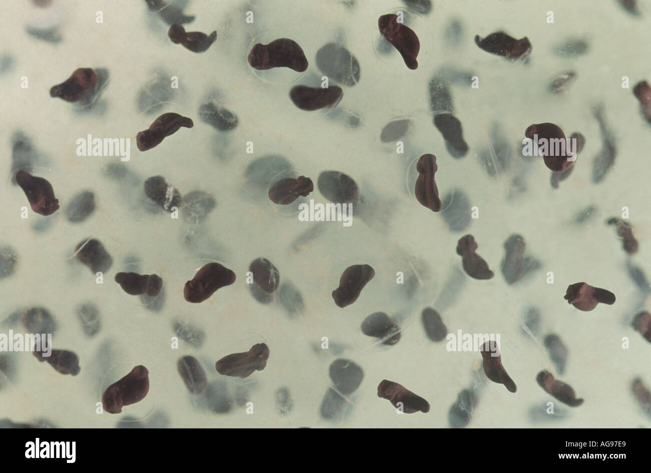 Frog Embryology High Resolution Stock Photography and Images - Alamy