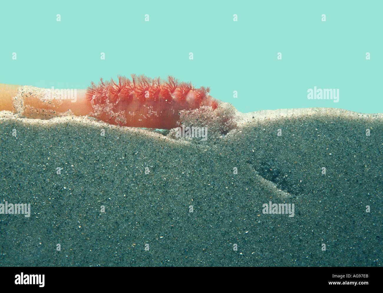 Polychaete worm hi-res stock photography and images - Alamy