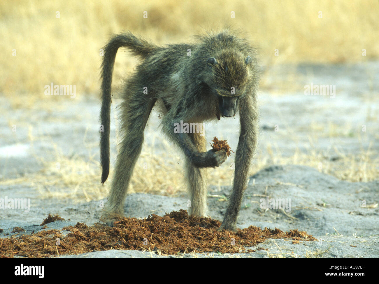 Baboon finding food in dung Stock Photo - Alamy