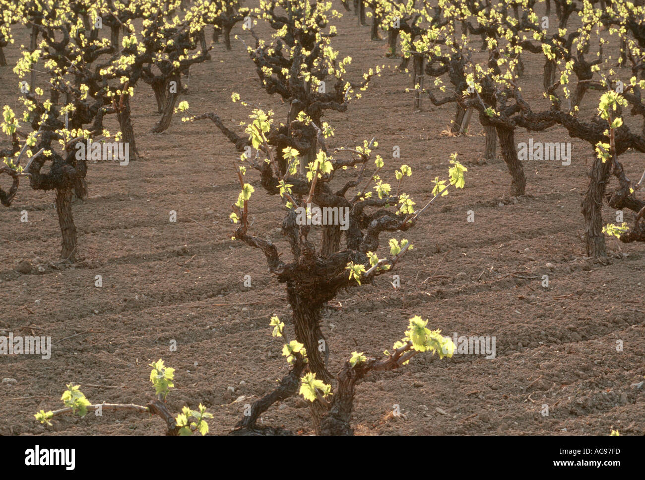 Sprouting vines hi-res stock photography and images - Alamy
