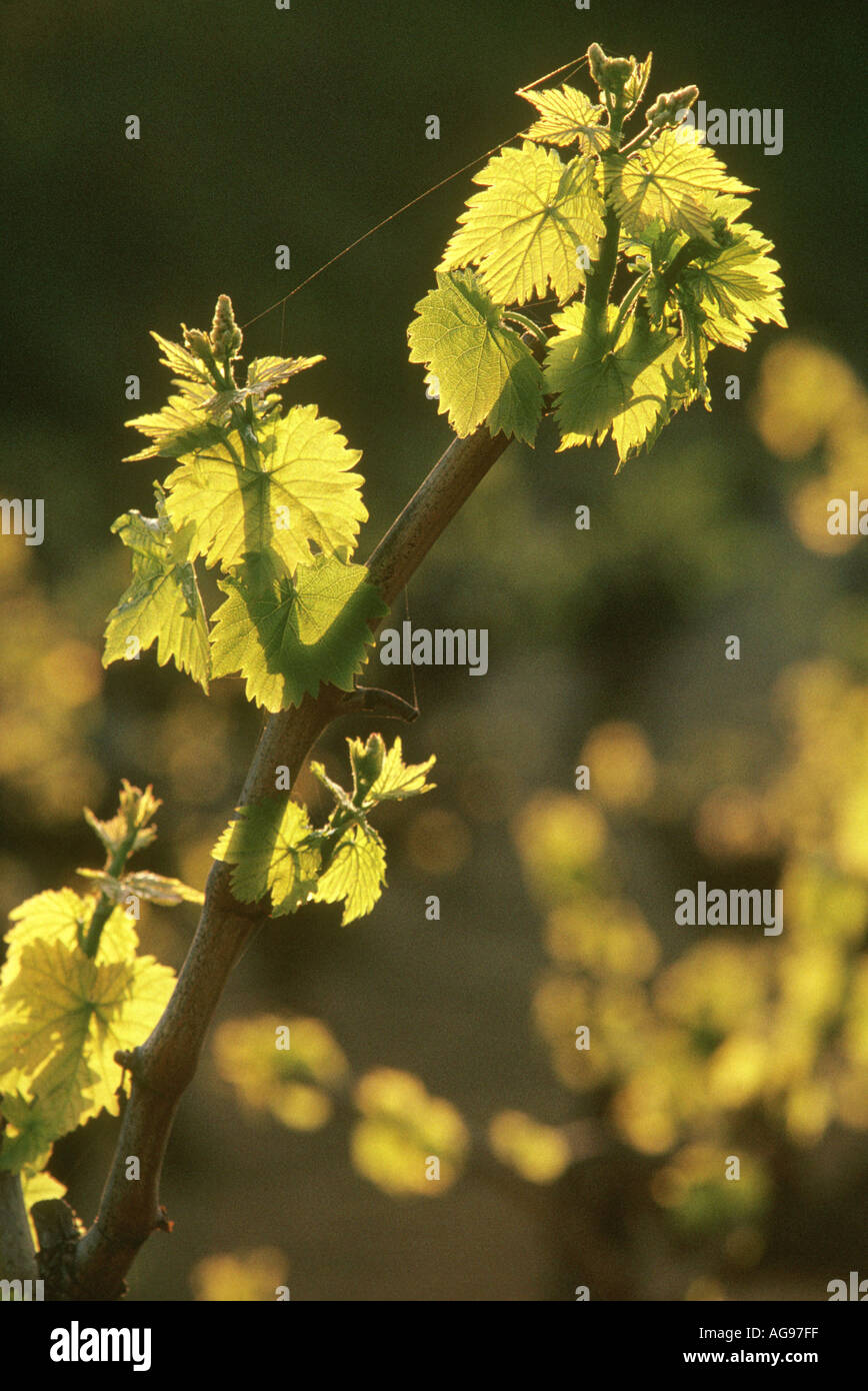 Sprouting vines hi-res stock photography and images - Alamy