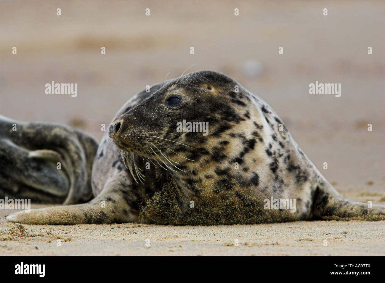 cute grey seal side view Stock Photo - Alamy