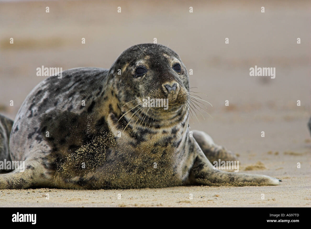 cute grey seal looks at camera Stock Photo - Alamy