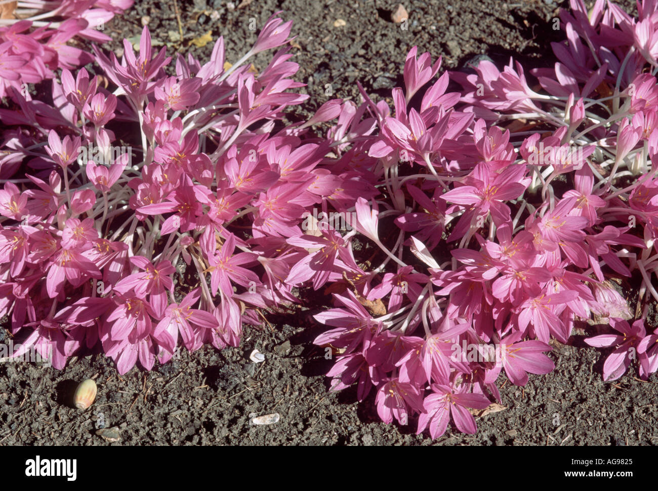 Colchicum corm hi-res stock photography and images - Alamy