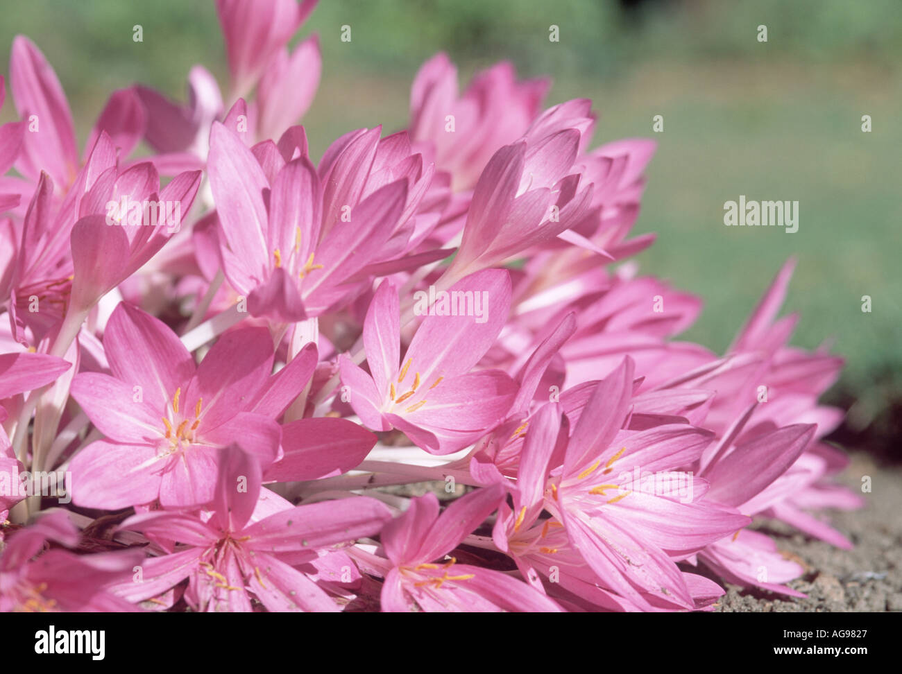 Colchicum corm hi-res stock photography and images - Alamy
