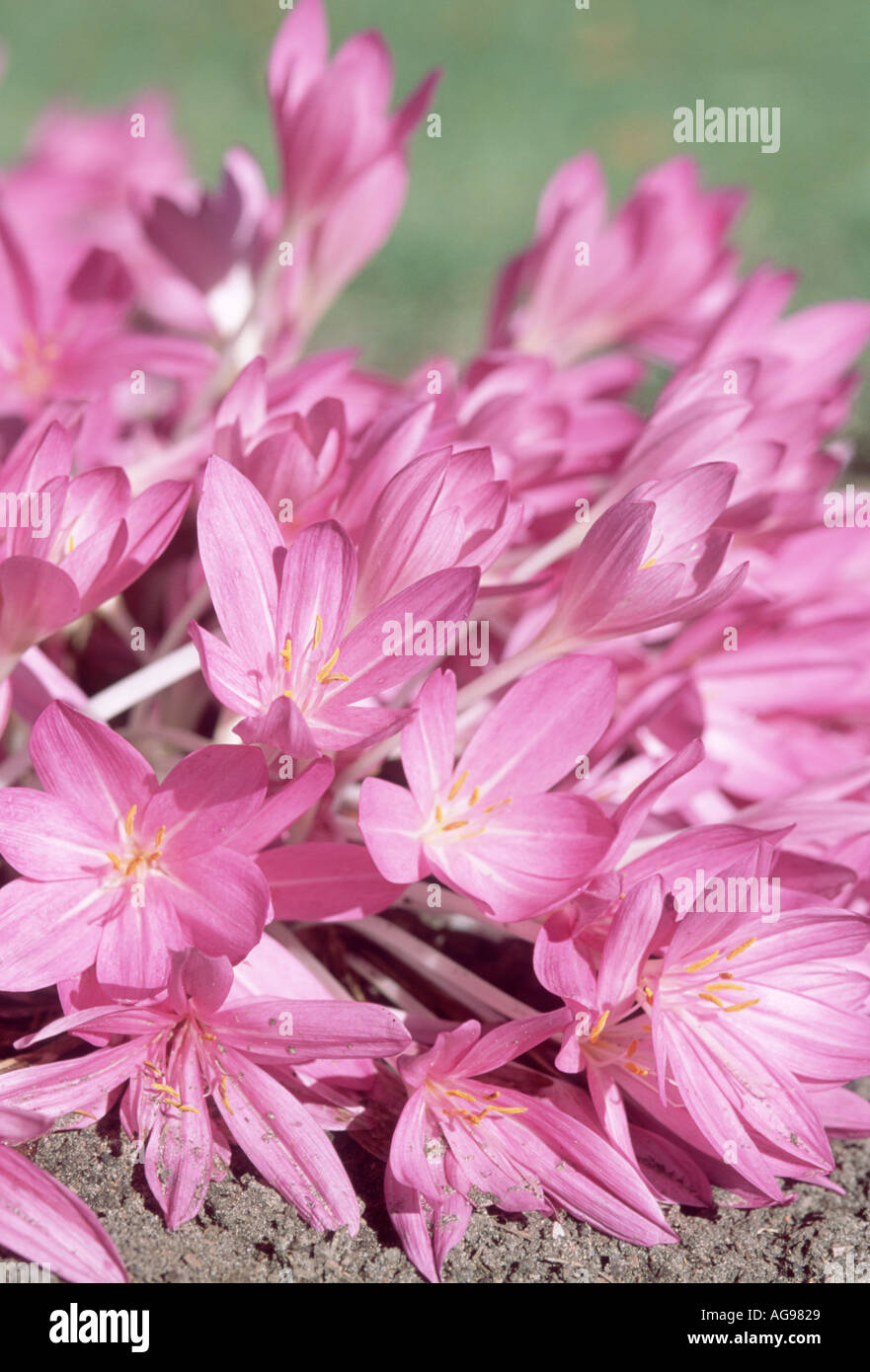 Colchicum cilicicum hi-res stock photography and images - Alamy