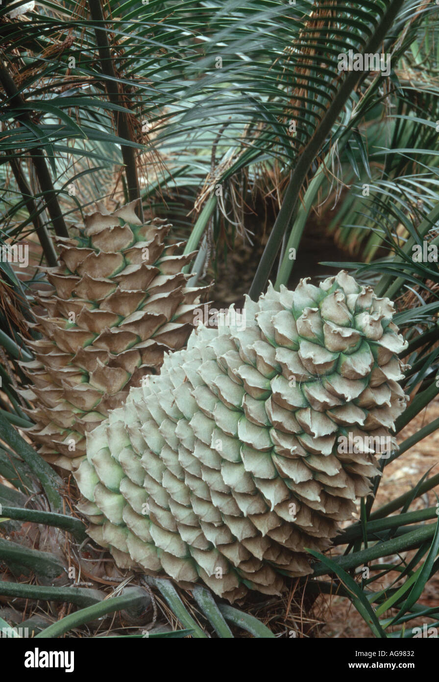 Cycad Australia High Resolution Stock Photography and Images - Alamy
