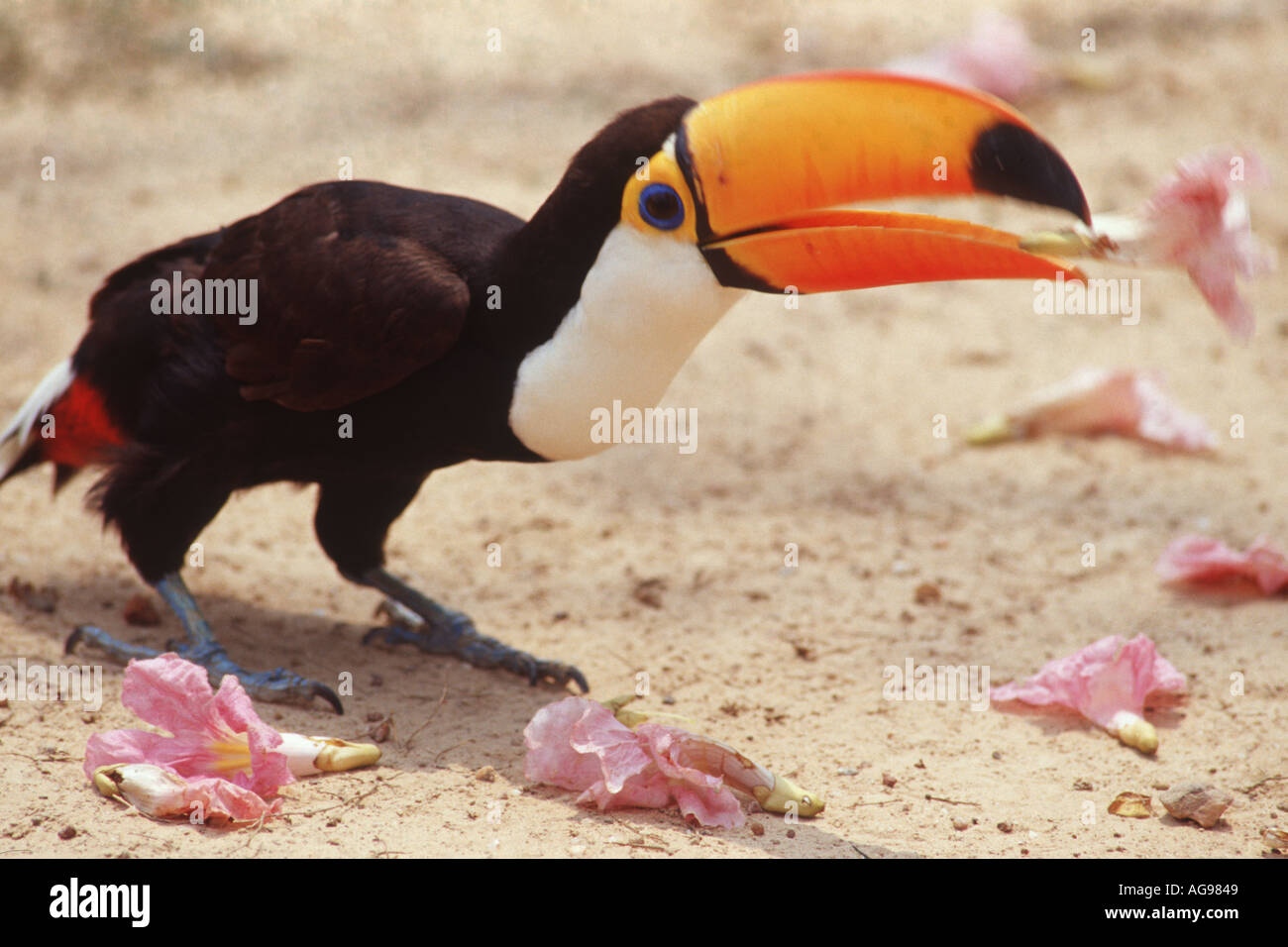 Toco toucan feeding Stock Photo - Alamy