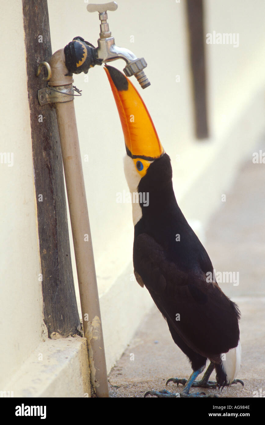 Toucan drinking from tap Stock Photo - Alamy
