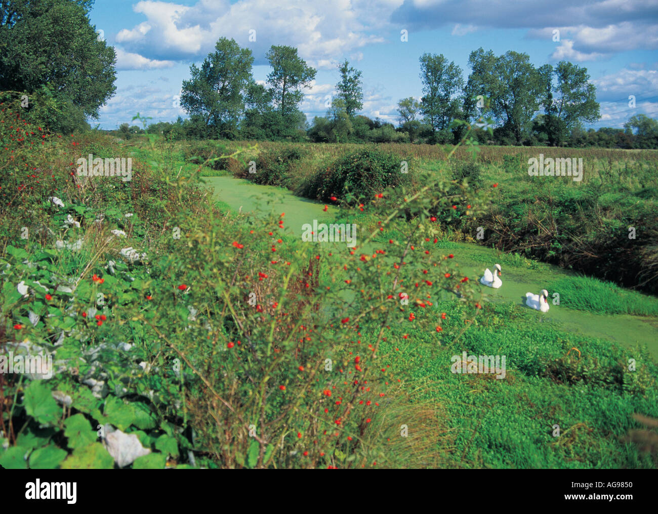 Gwent birds hi-res stock photography and images - Alamy